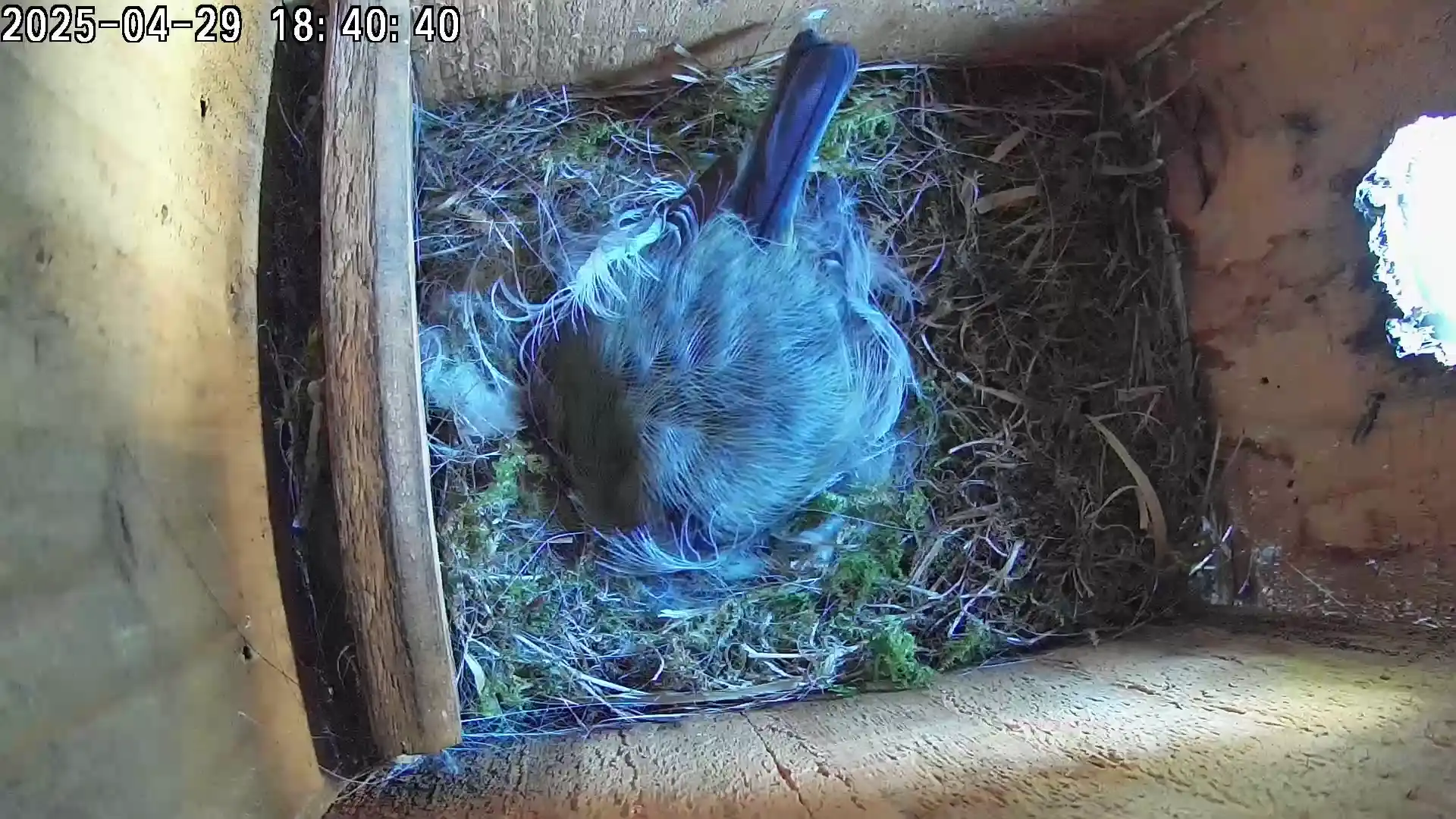 Nipping out for nibbles